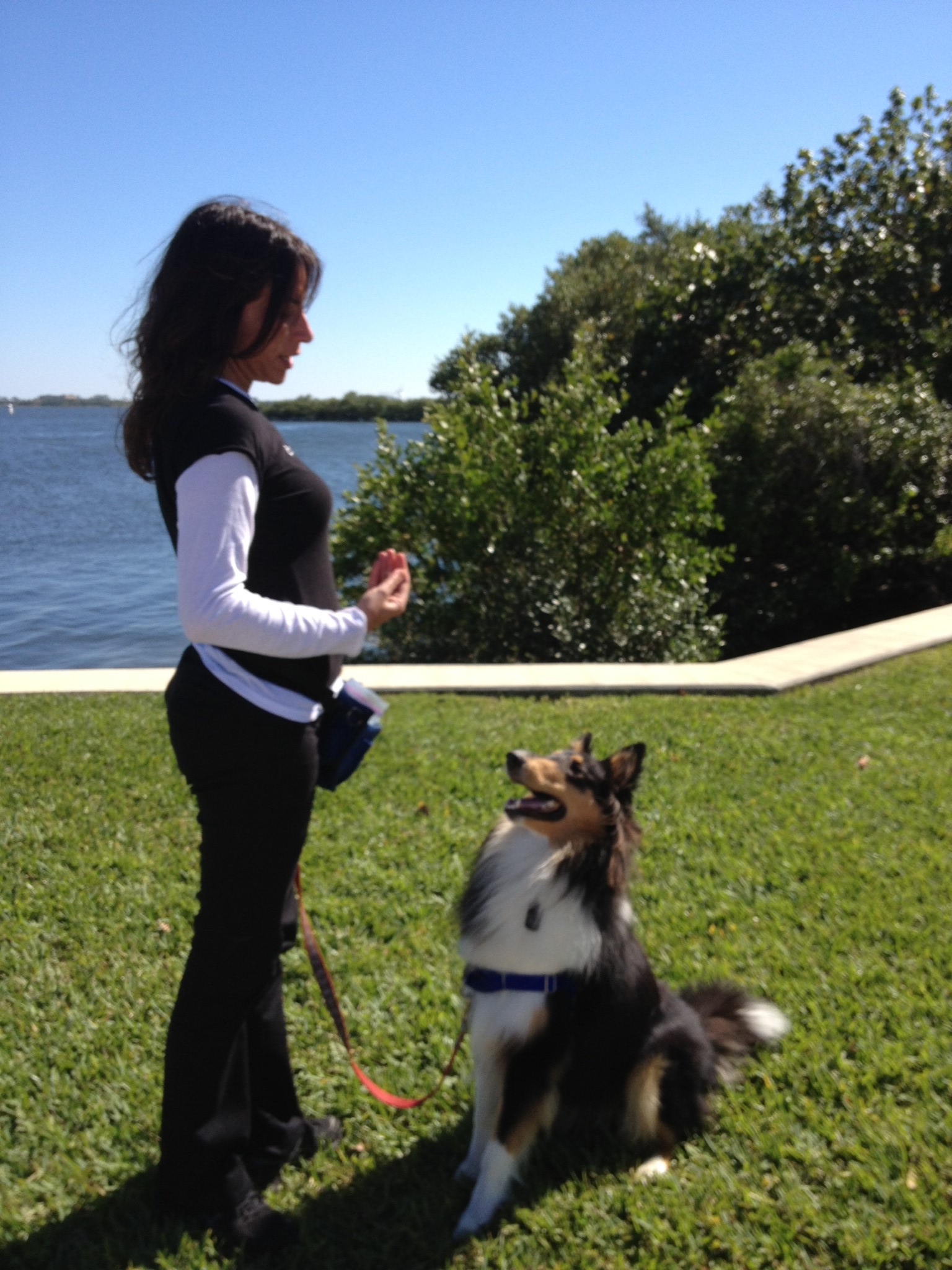 Dog Training - Learned Behaviors - Victoria Stilwell Method